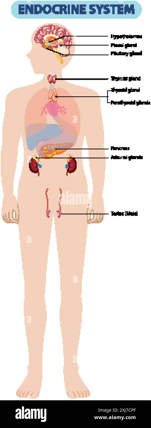 Illustration of the human endocrine system organs Stock Vector Image & Art - Alamy