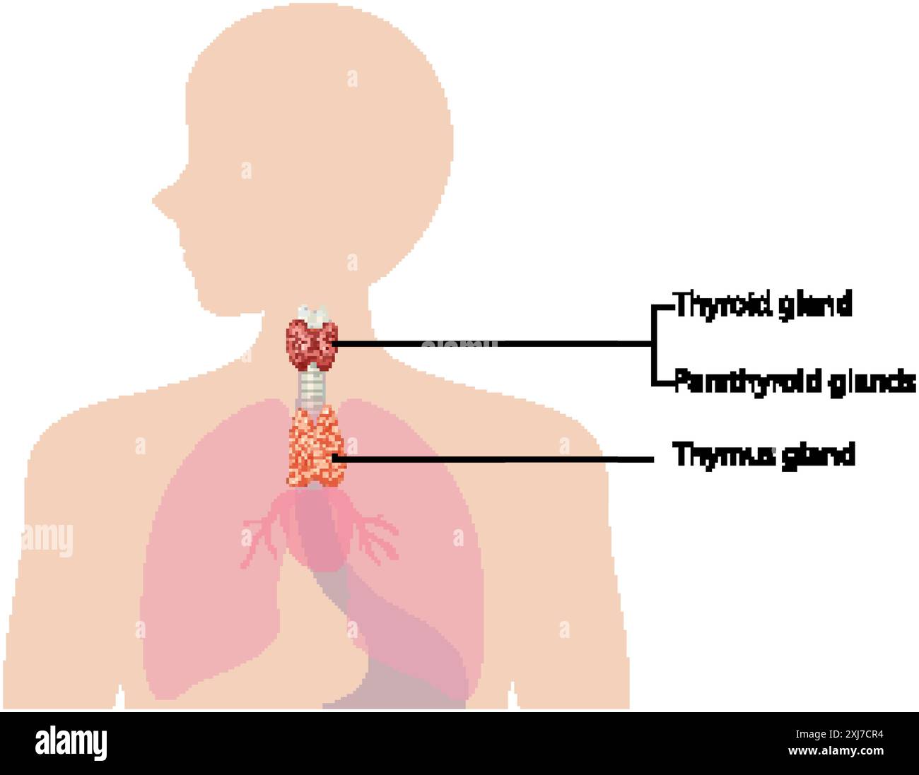 Parathyroid vector vectors hi-res stock photography and images - Alamy