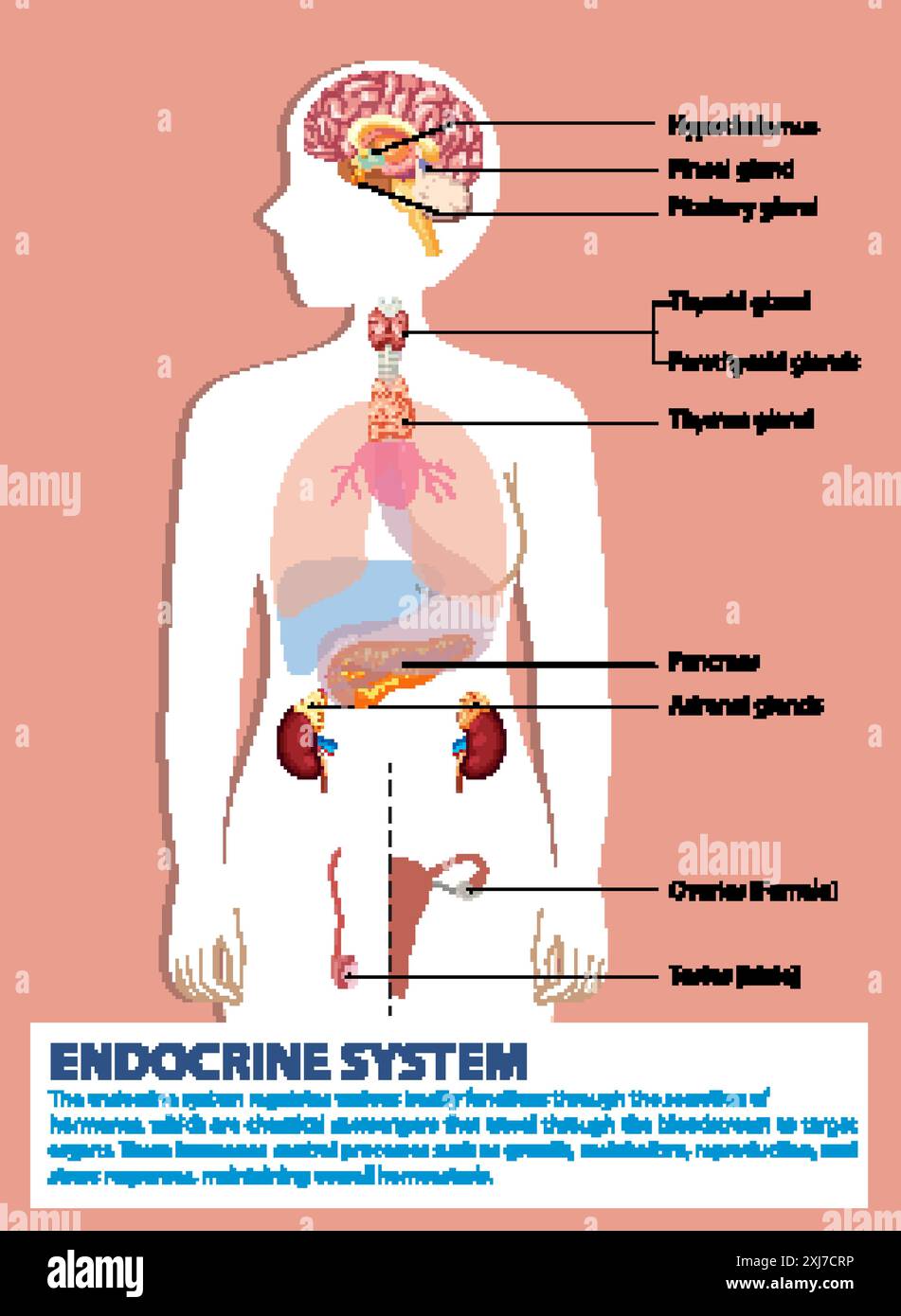 Illustration of endocrine glands and their functions Stock Vector Image ...