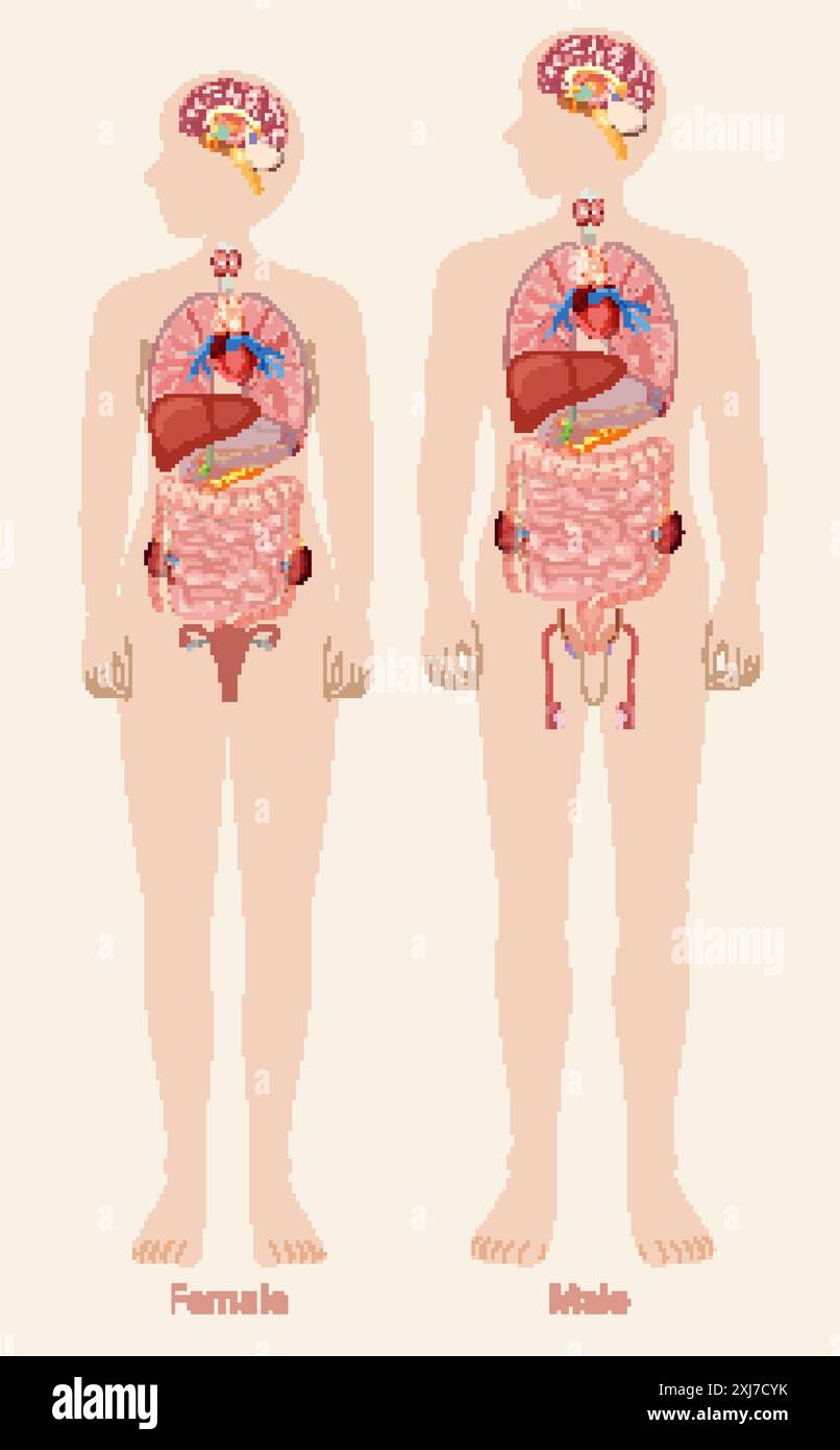 Detailed illustration of male and female anatomy Stock Vector Image & Art - Alamy