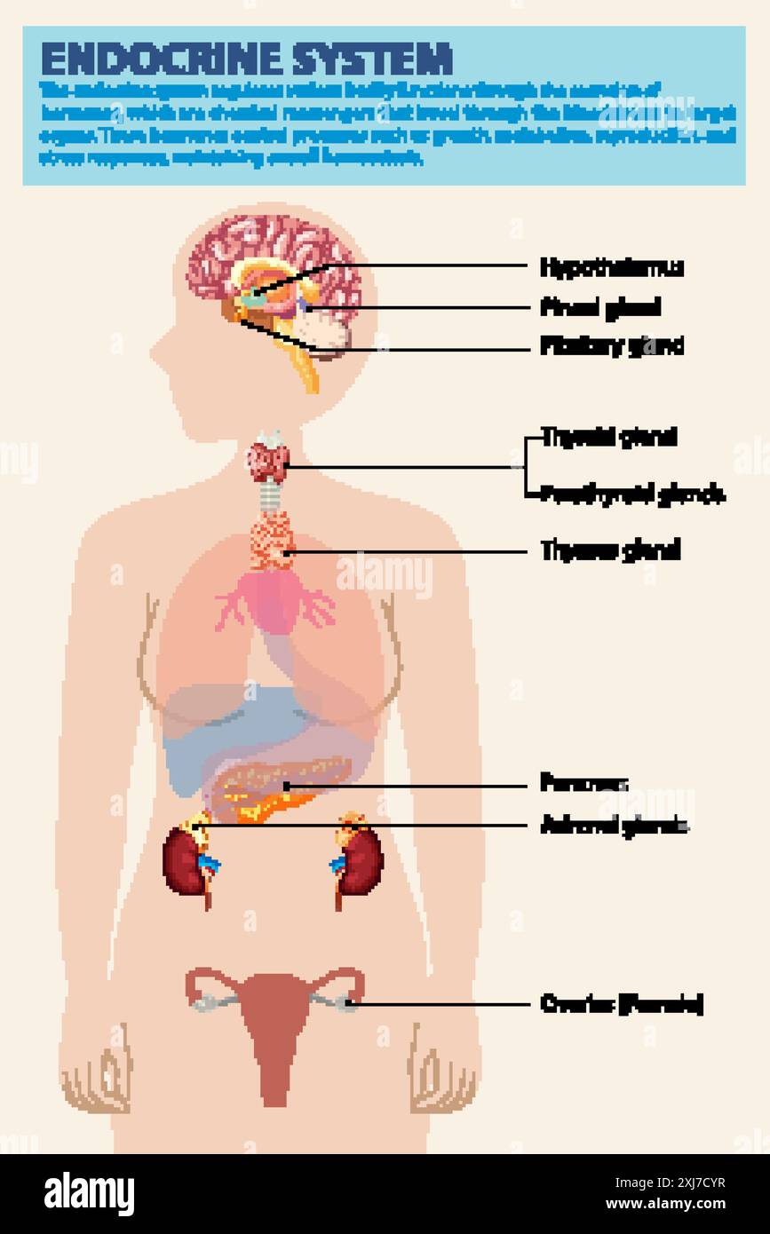 Illustration Of Endocrine Glands And Their Locations Stock Vector Image 0994