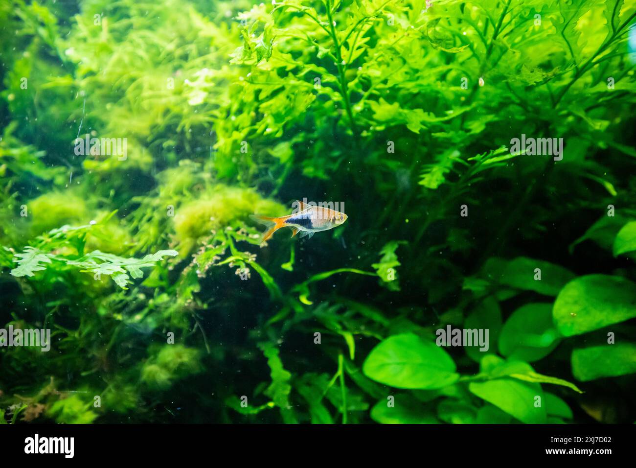 freshwater tropical neon fish in aquarium Stock Photo - Alamy