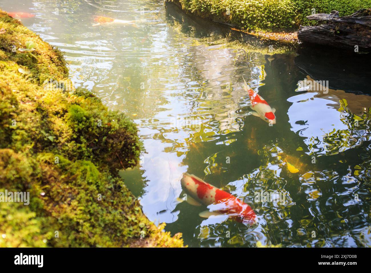 Colorful fancy carps koi hi-res stock photography and images - Alamy