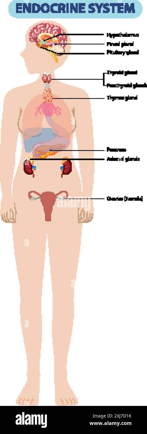 Illustration Of Endocrine Glands In The Human Body Stock Vector Image And Art Alamy