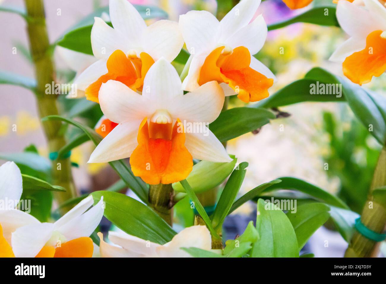 Dendrobium aphyllum orchids flowers hi-res stock photography and images ...