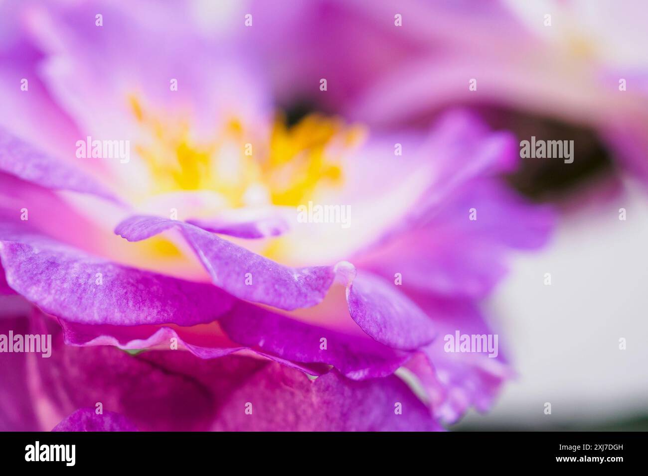 Beautiful wild roses in hi-res stock photography and images - Alamy