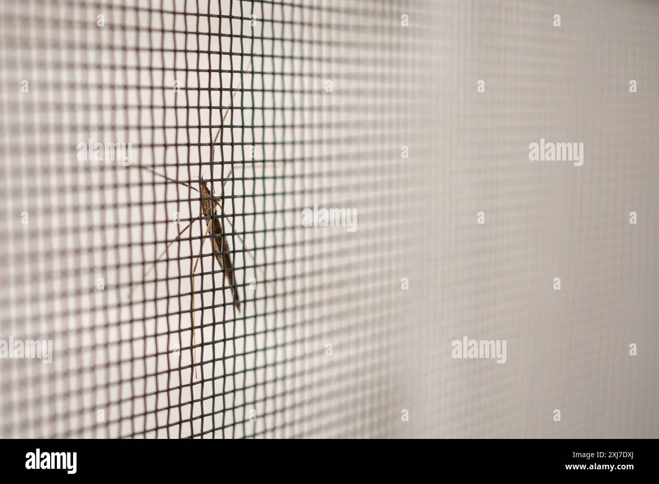 mosquito net wire screen on house window protection against insect ...