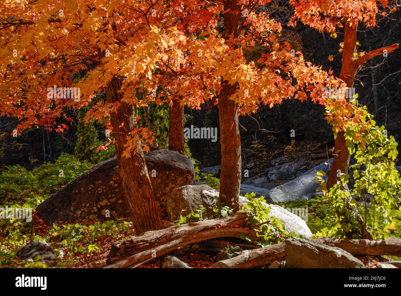 Vibrant fall foliage along the Rocky Broad River at Chimney Rock State ...