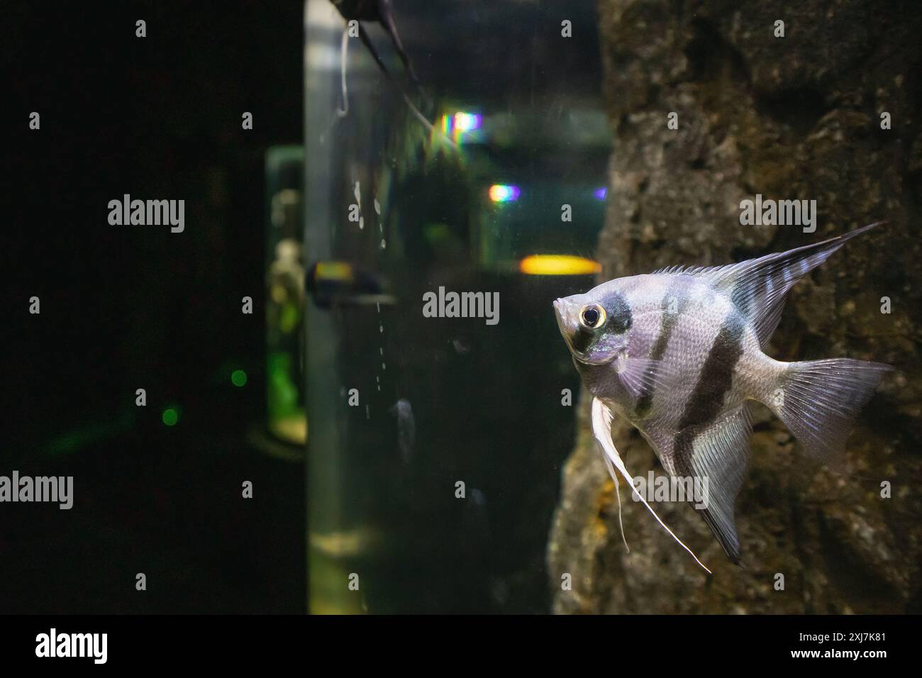 Aquarium Angel fish in tank Stock Photo - Alamy