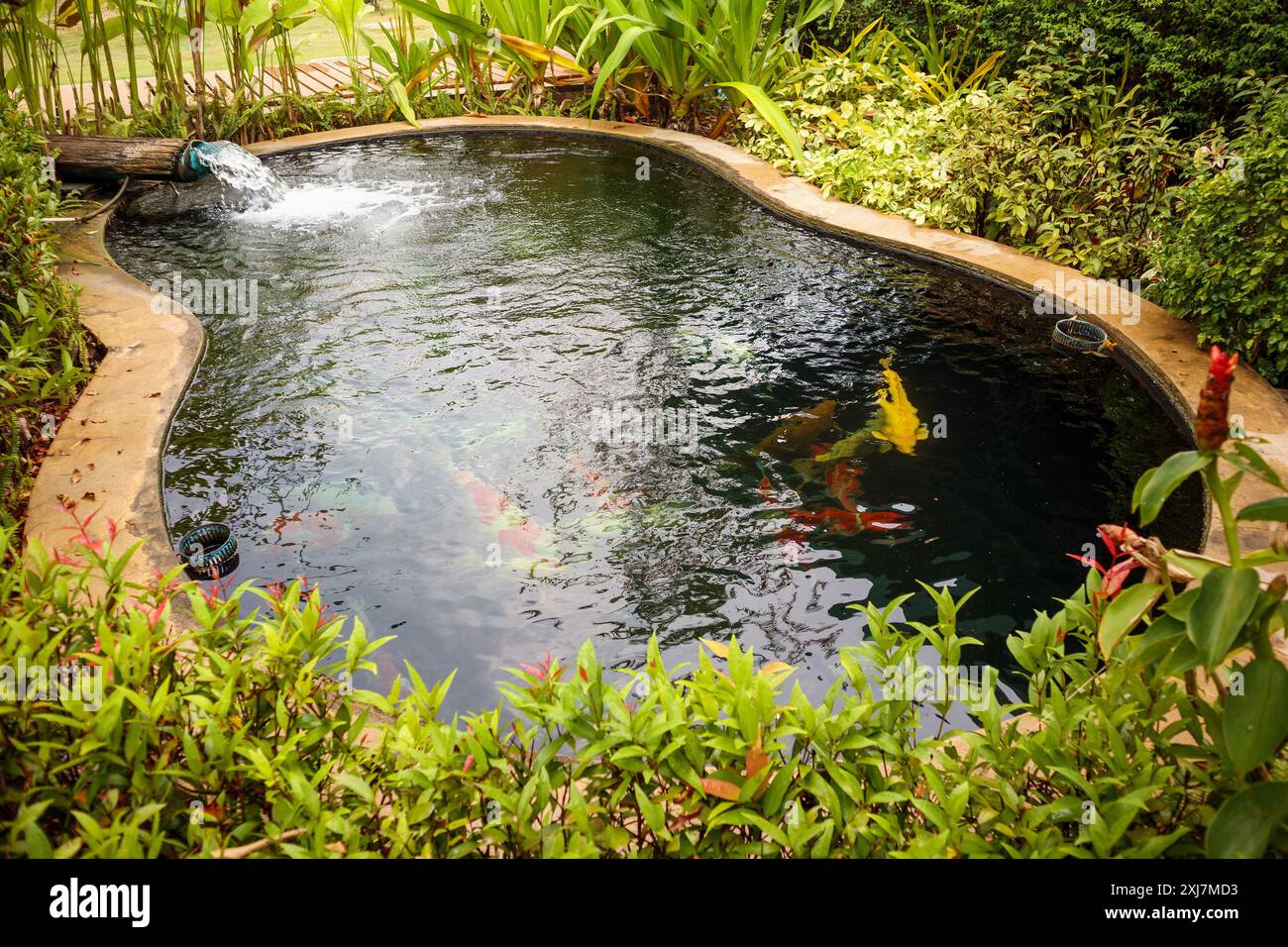 Colorful fishes backyard pond garden hi-res stock photography and ...