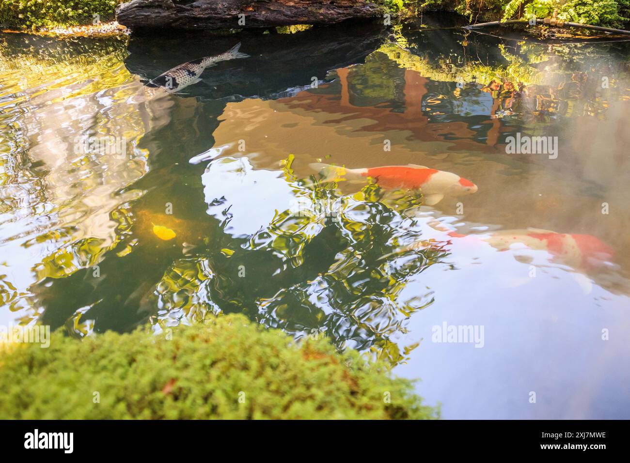 Colorful fishes backyard pond garden hi-res stock photography and ...