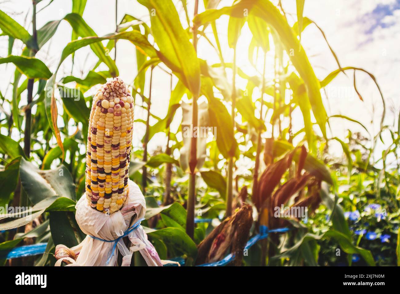 Corn cob with green leaves growth in agriculture field outdoor Stock ...