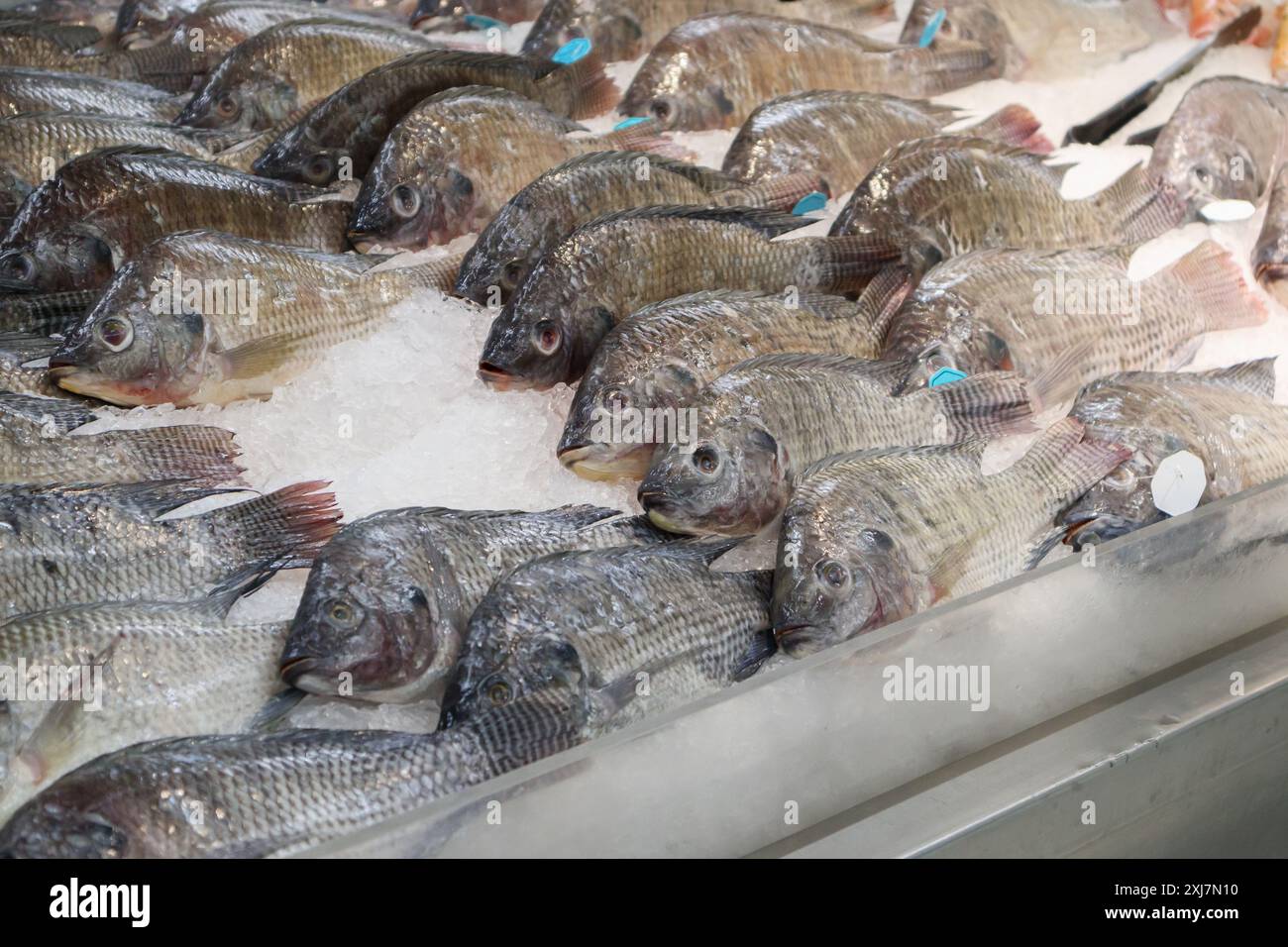 Nile tilapia hi-res stock photography and images - Alamy