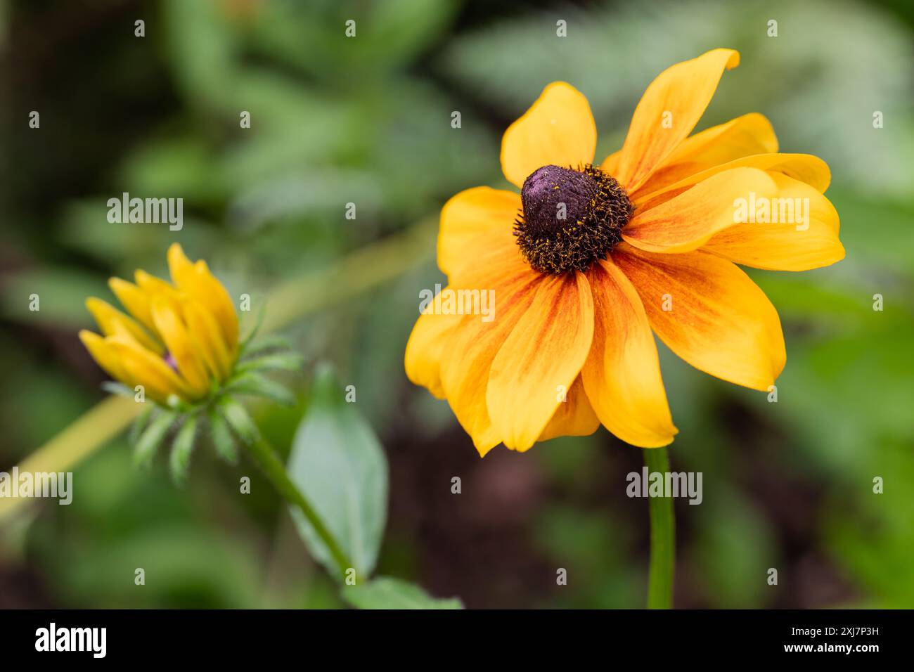 Golden yellow Rudbeckia, Black Eyed Susan flower Stock Photo - Alamy
