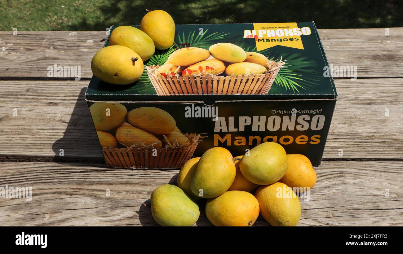 Alphonso mango heap stacked in a box of mangoes to keep ripe Stock ...