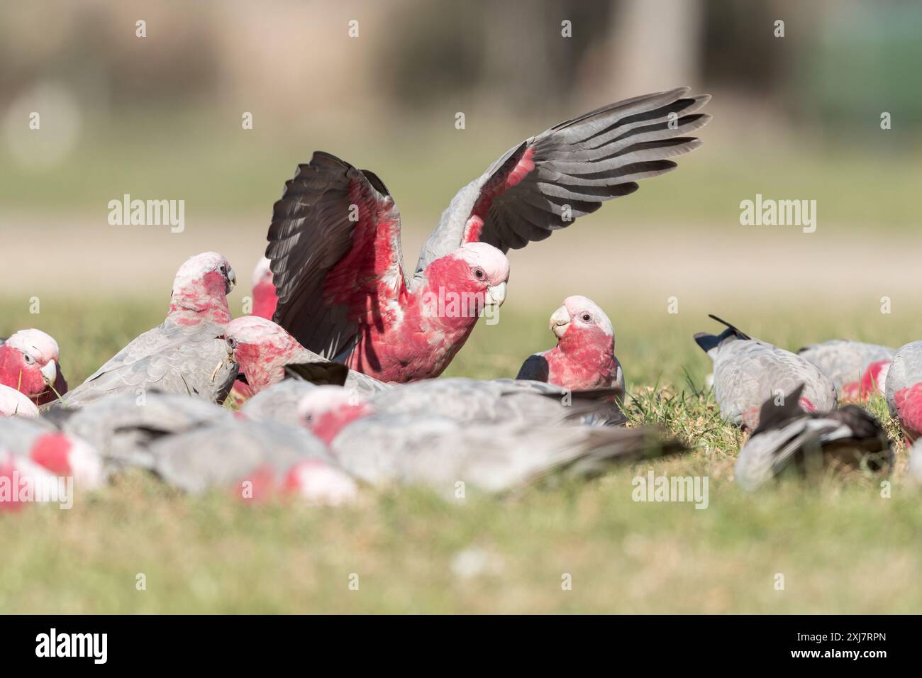 A small flock of rose-breasted cockatoos are feeding on a grassy field ...