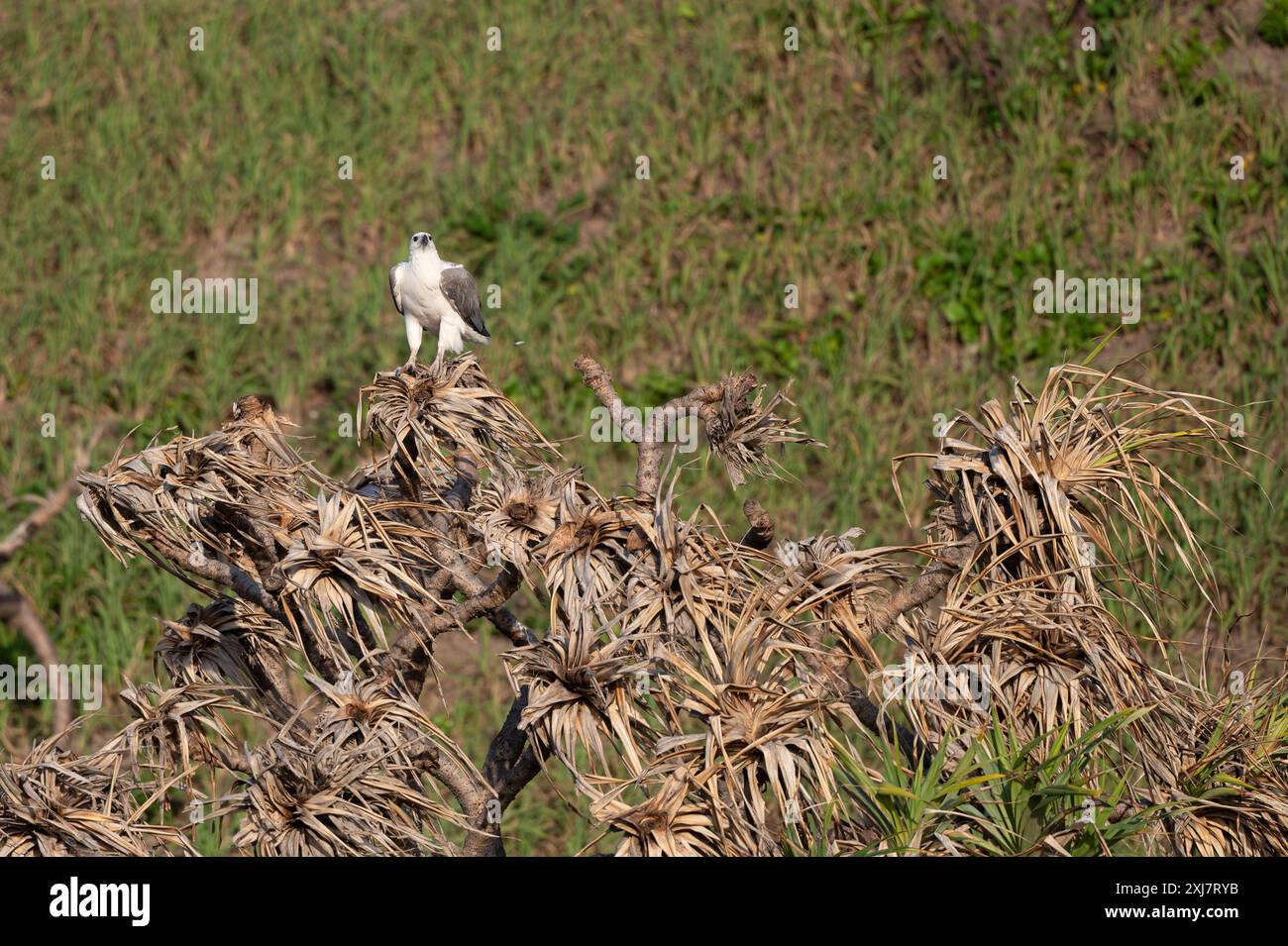 K'gari island hi-res stock photography and images - Alamy