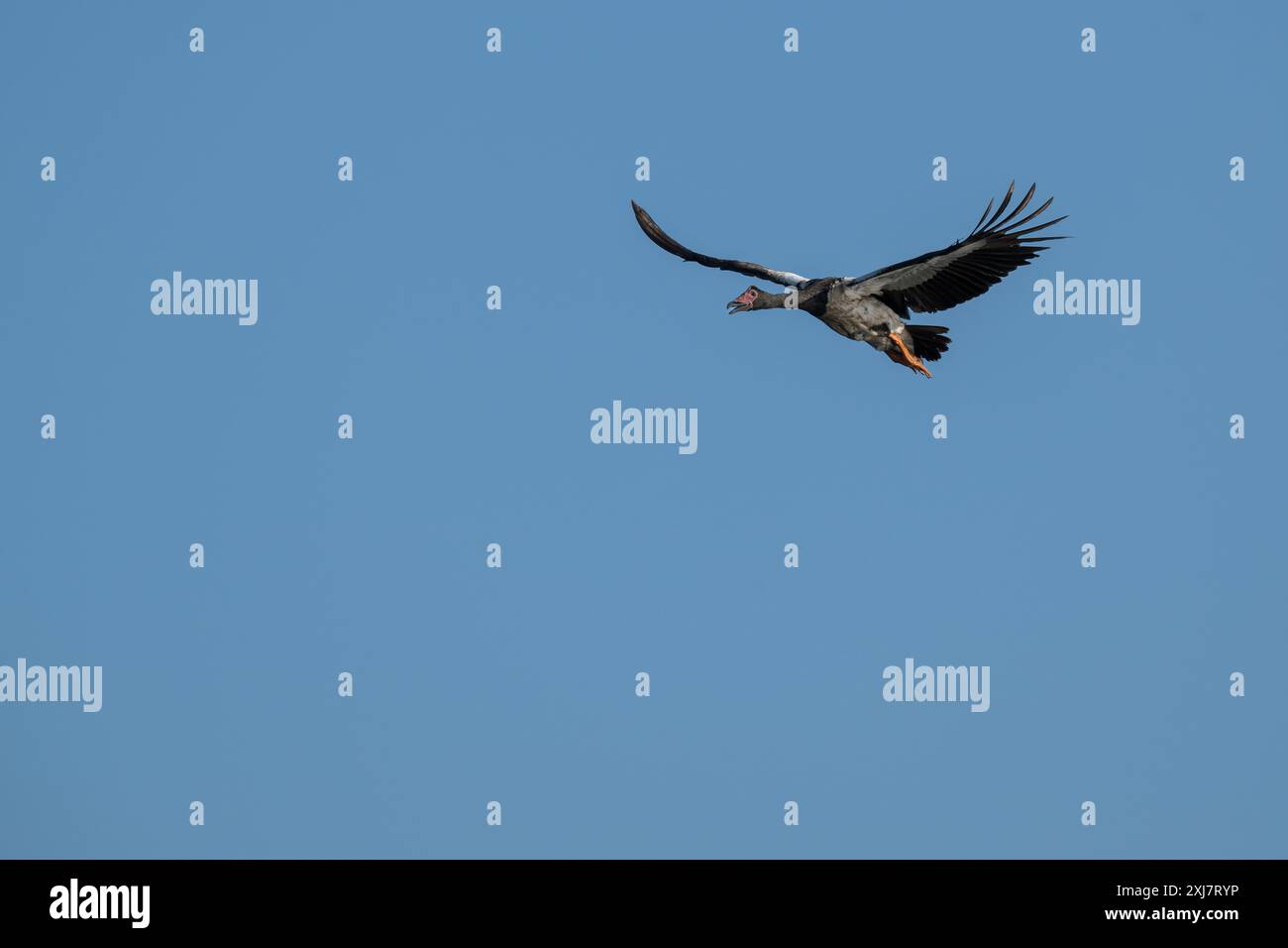 A single magpie geese glides through clear, blue sky looking for a ...