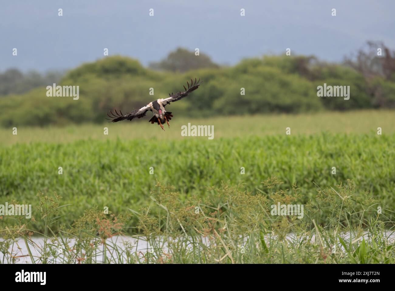 A single Magpie-goose in flight over the lush green reeds and marshland ...