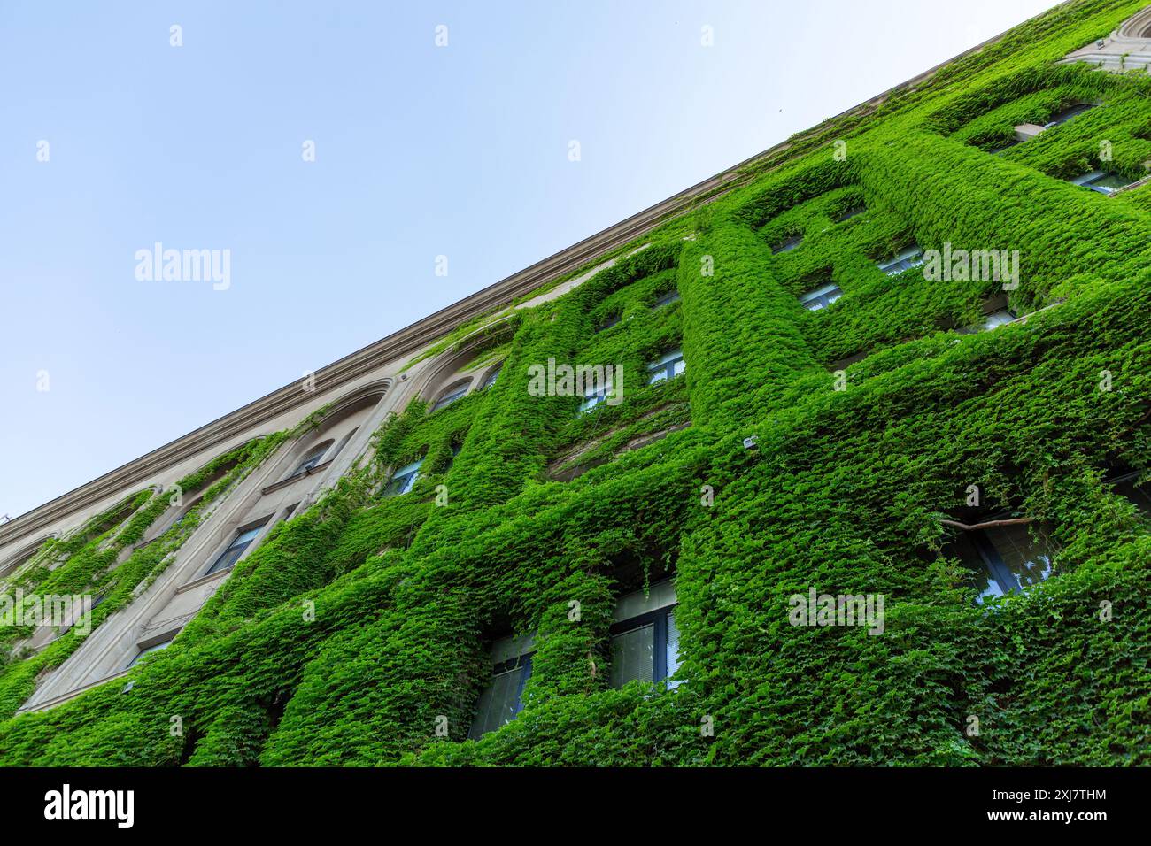 Classic building facade covered with overgrown creeper ivy, lush green ...