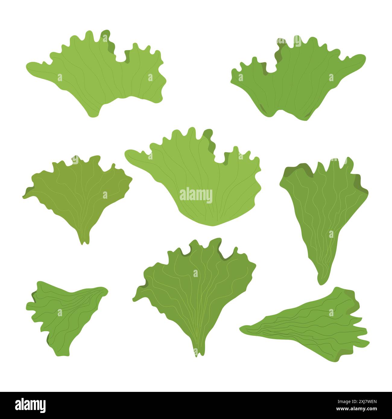 Lettuce leaves in flat style. Vector illustration isolated on white ...