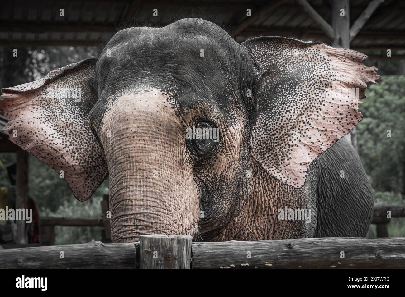 Asian Elephant in captivity. Big Asian elephant in sanctuary Phuket ...