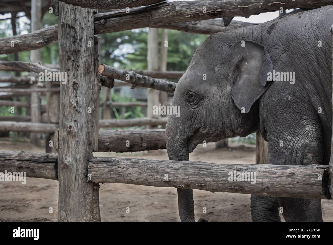 Asian Young baby Elephant in captivity. Asian elephant in sanctuary ...
