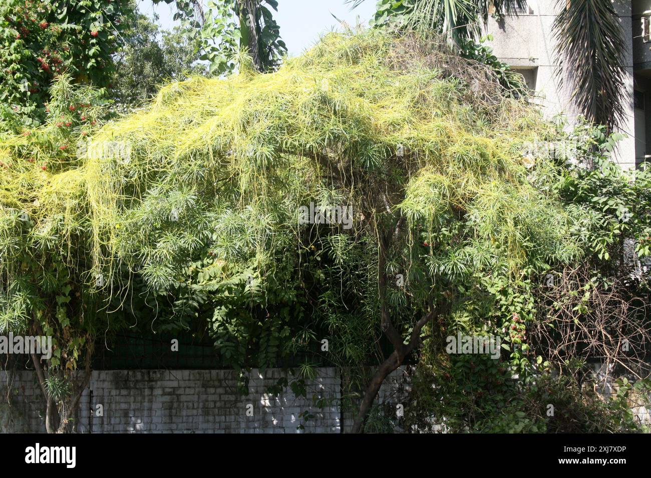Giant dodder cuscuta reflexa hi-res stock photography and images - Alamy