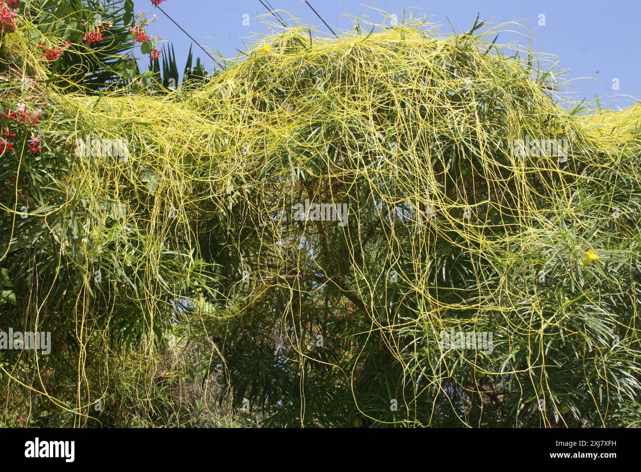 Giant dodder or Amarbel (Cuscuta reflexa) on a host tree (yellow ...
