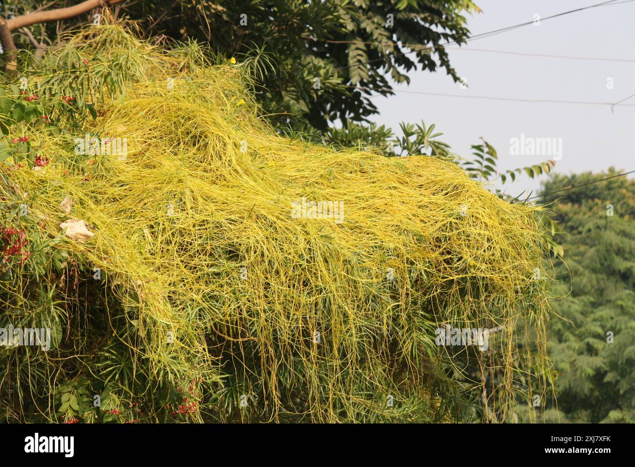 Giant dodder or Amarbel (Cuscuta reflexa) on a host tree (yellow ...