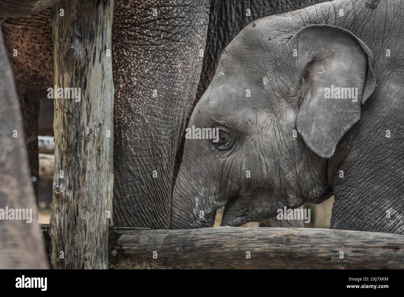Asian Young baby Elephant caressing his mother elephant. Asian elephant ...