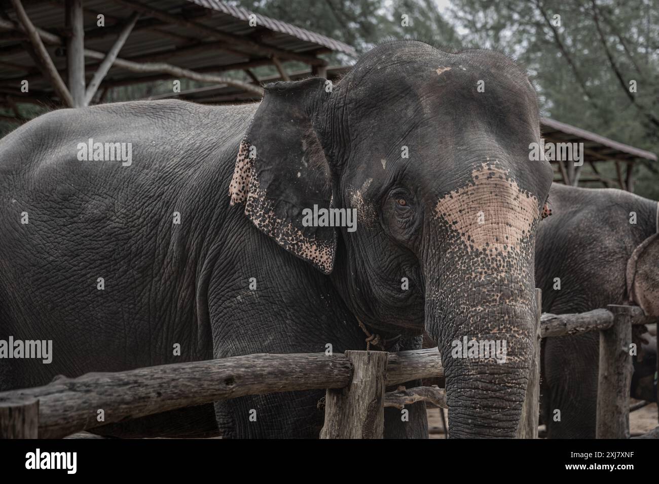 Asian Elephant in captivity. Big Asian elephant in sanctuary Phuket ...