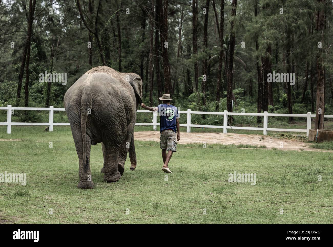 Asian man walking with the elephant. Big Asian elephant in sanctuary ...