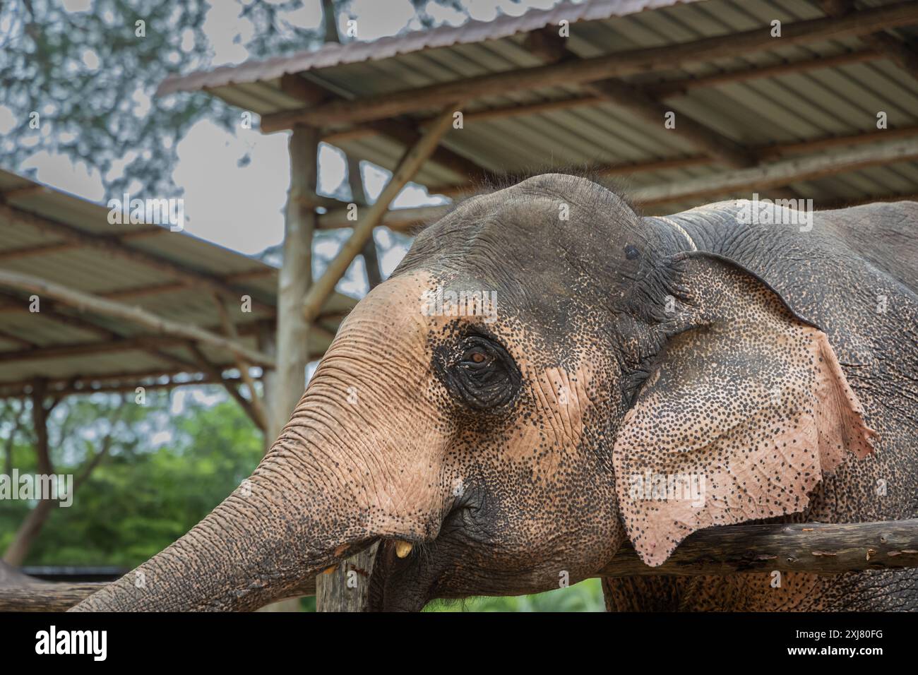 Asian Young baby Elephant in captivity. Asian elephant in sanctuary ...