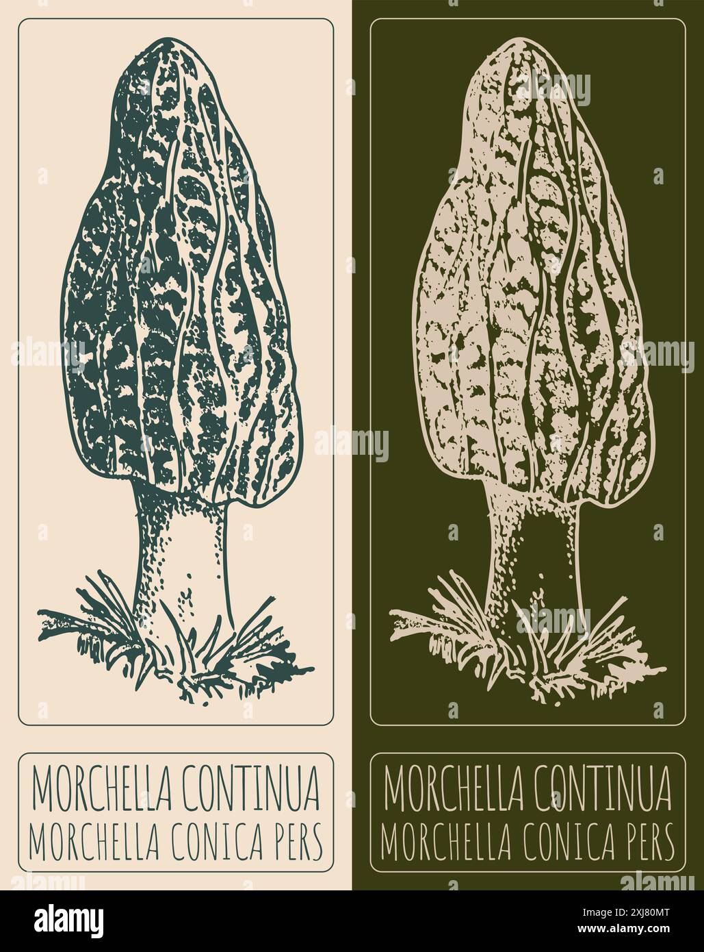 Vector drawing MORCHELLA CONTINUA. Hand drawn illustration. The Latin ...
