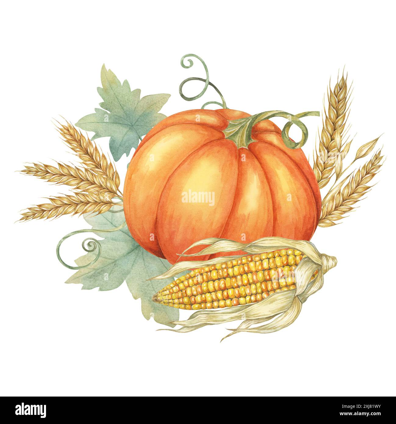 Orange pumpkin surrounded by golden corn cobs and wheat sheaves with ...