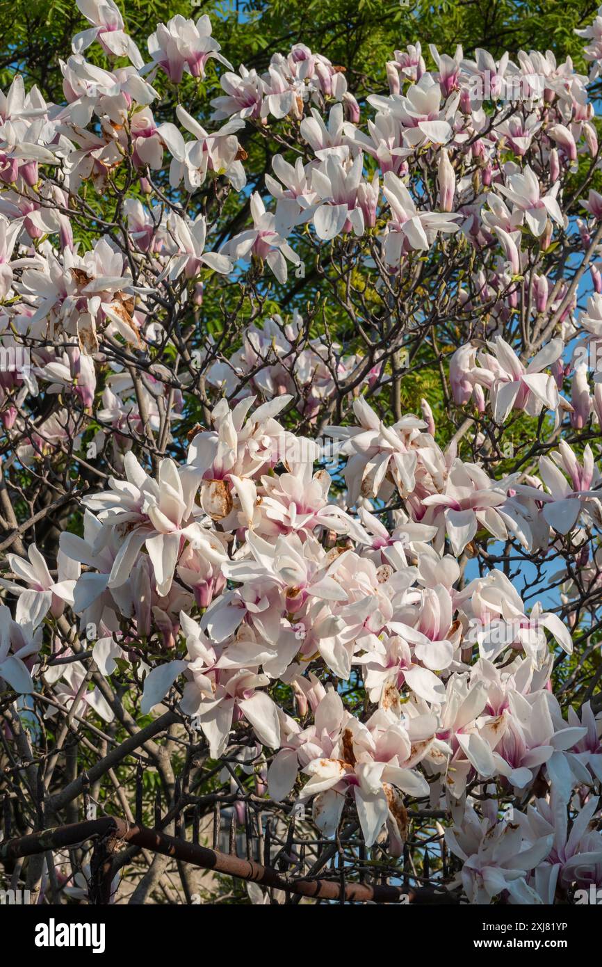 White magnolia tree in late stages of bloom, early spring, Otaru ...