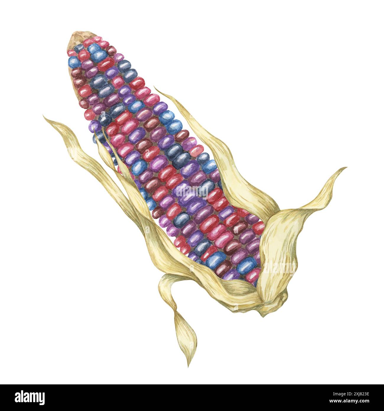 Indian corn watercolor illustration. Colorful red blue ornamental cob ...