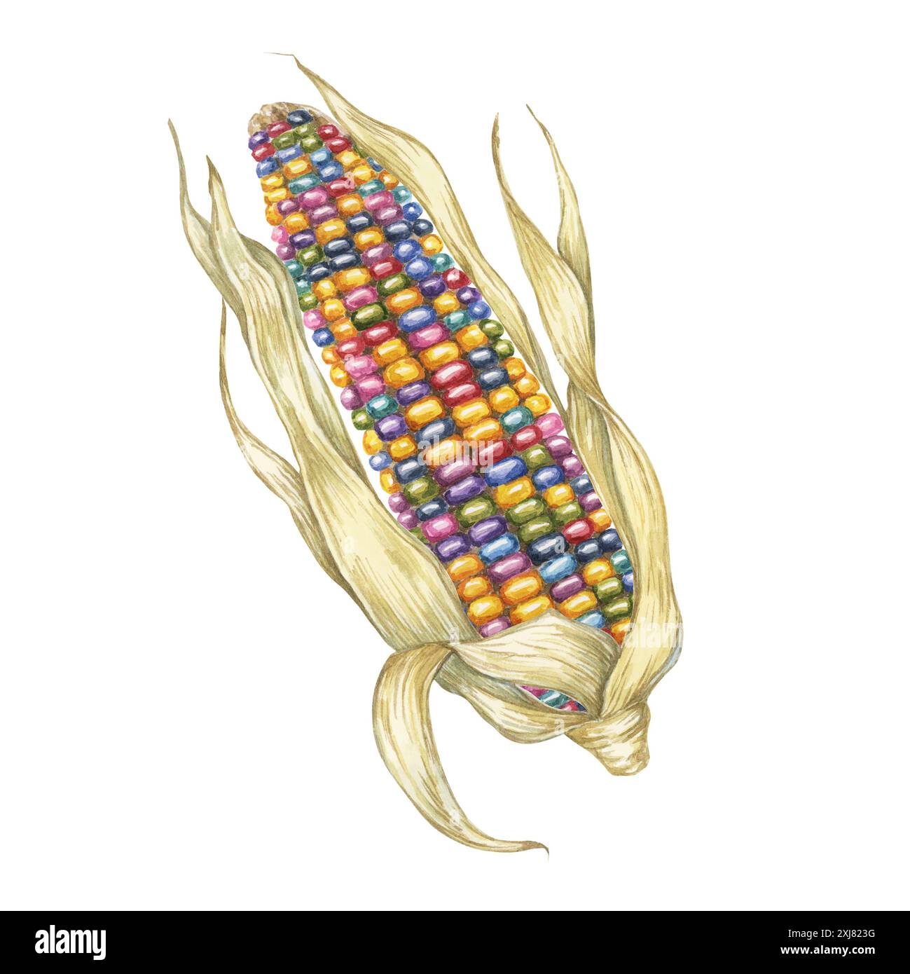 Indian corn watercolor illustration. Colorful rainbow ornamental cob of ...