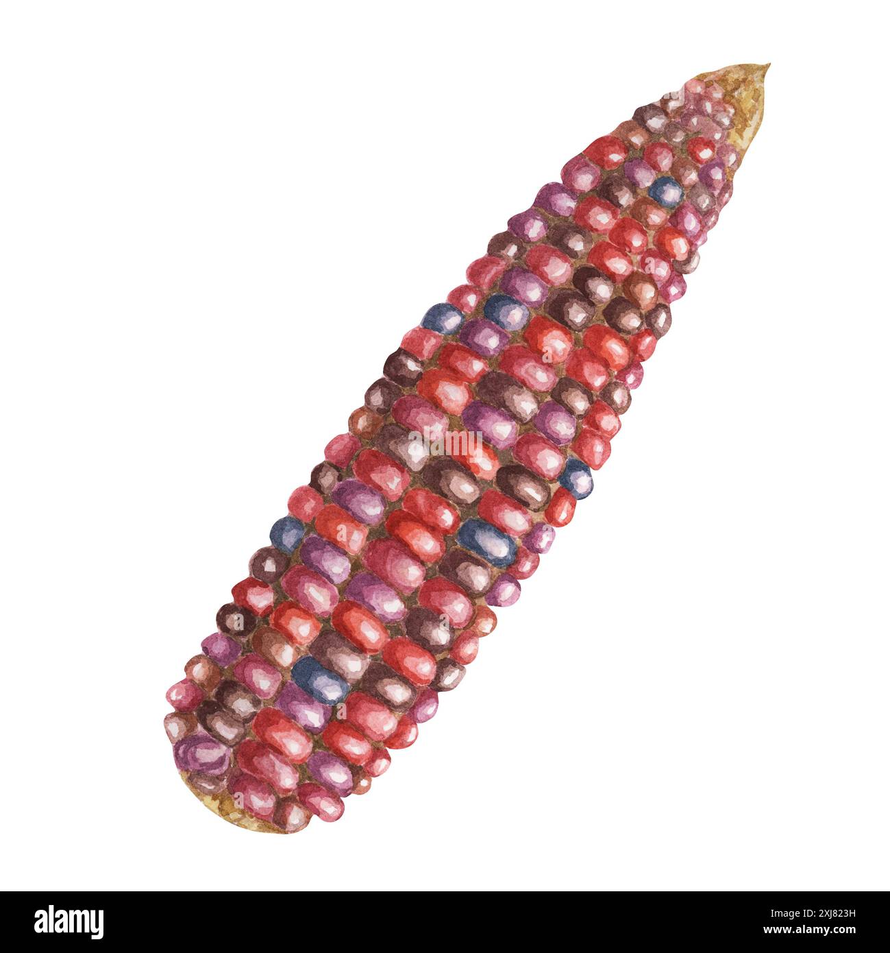 Indian corn watercolor illustration. Colorful red ornamental cob of ...