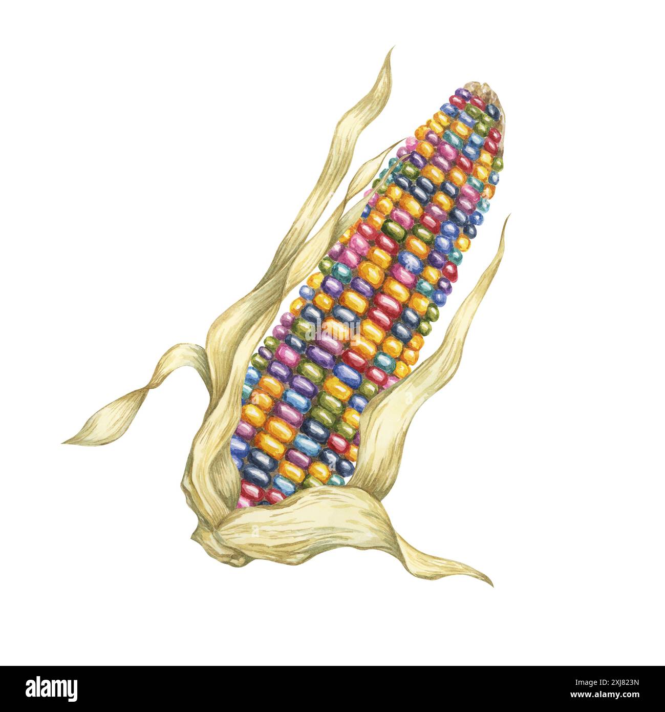 Indian corn watercolor illustration. Colorful rainbow ornamental cob of ...