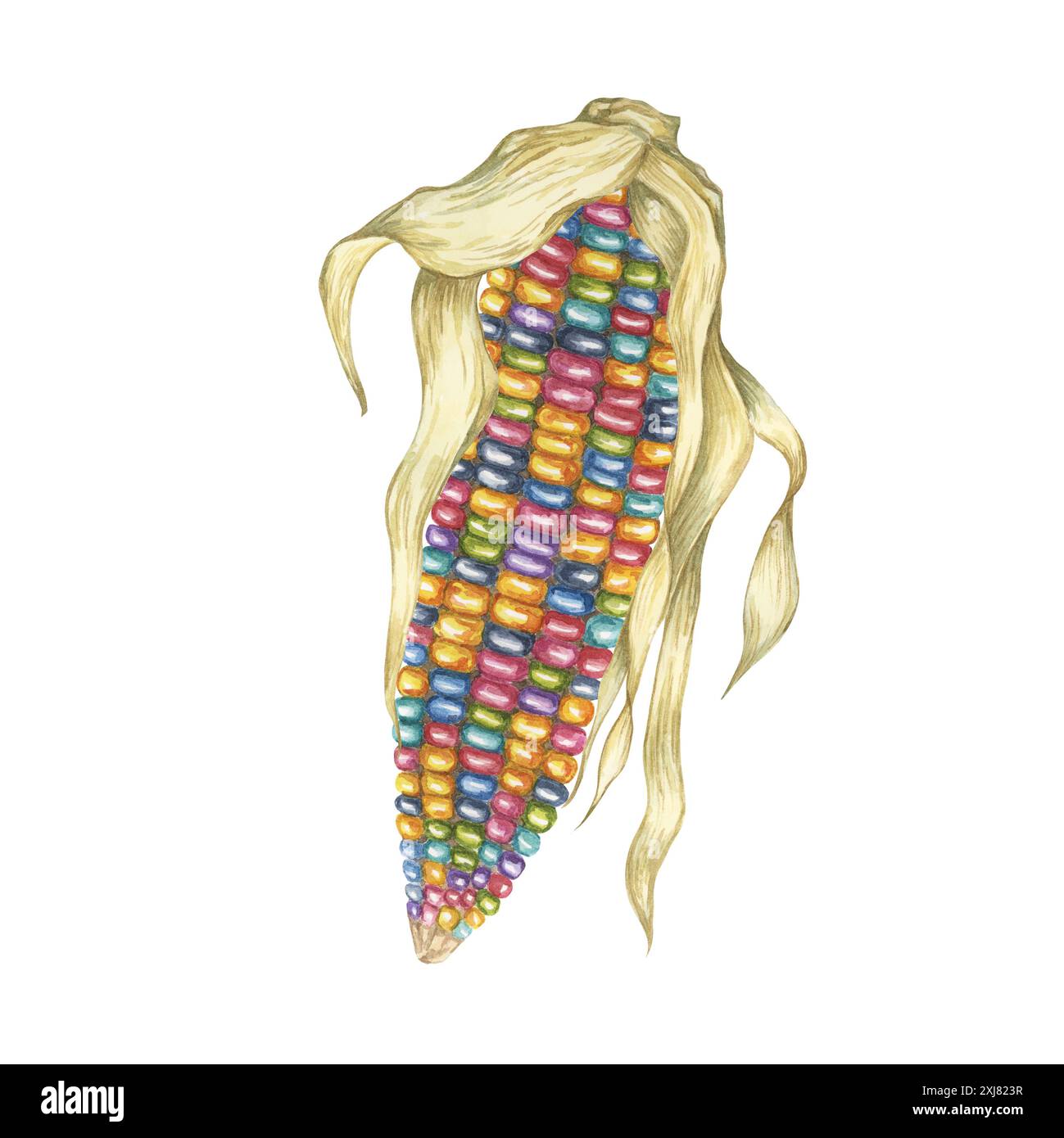 Indian corn watercolor illustration. Colorful rainbow ornamental cob of ...