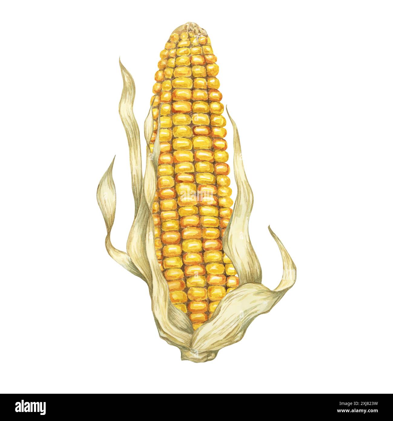 Corn, yellow golden cob in watercolor. Realistic illustration of Autumn ...
