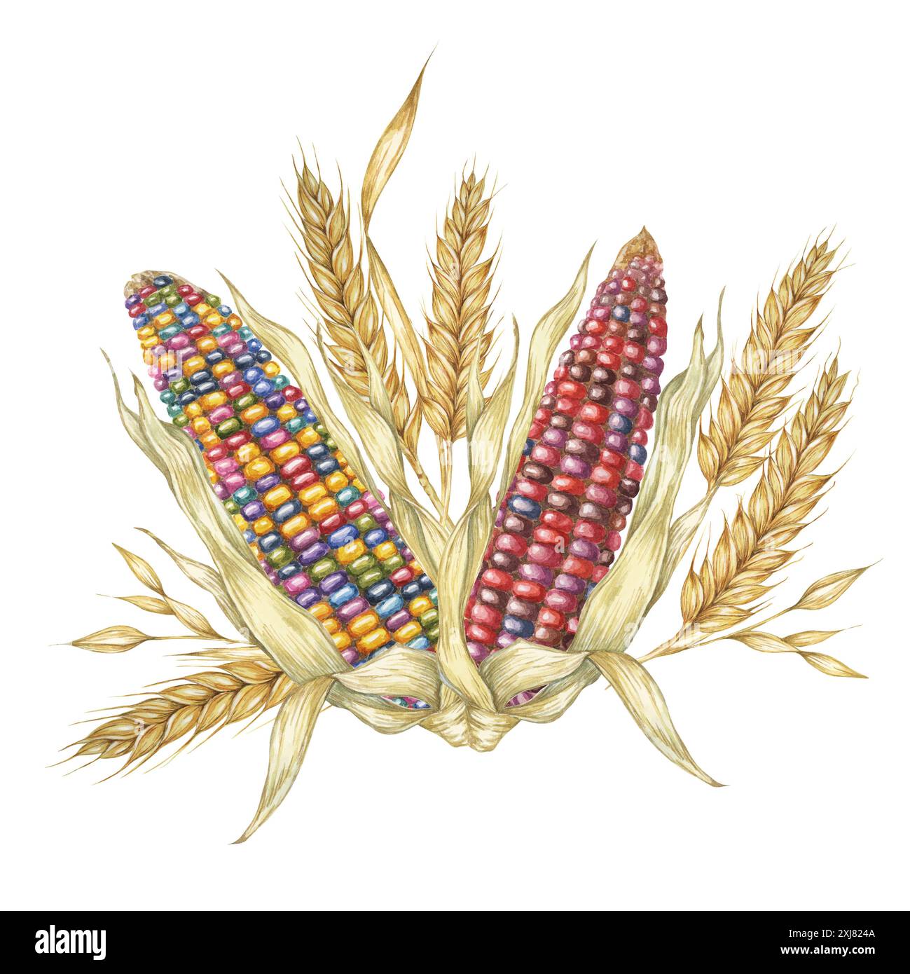 Autumn Corn Stalk Clip Art