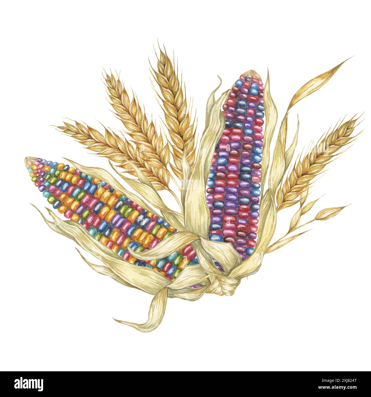 Two multicolored Indian corn cobs arrangement with wheat ears ...