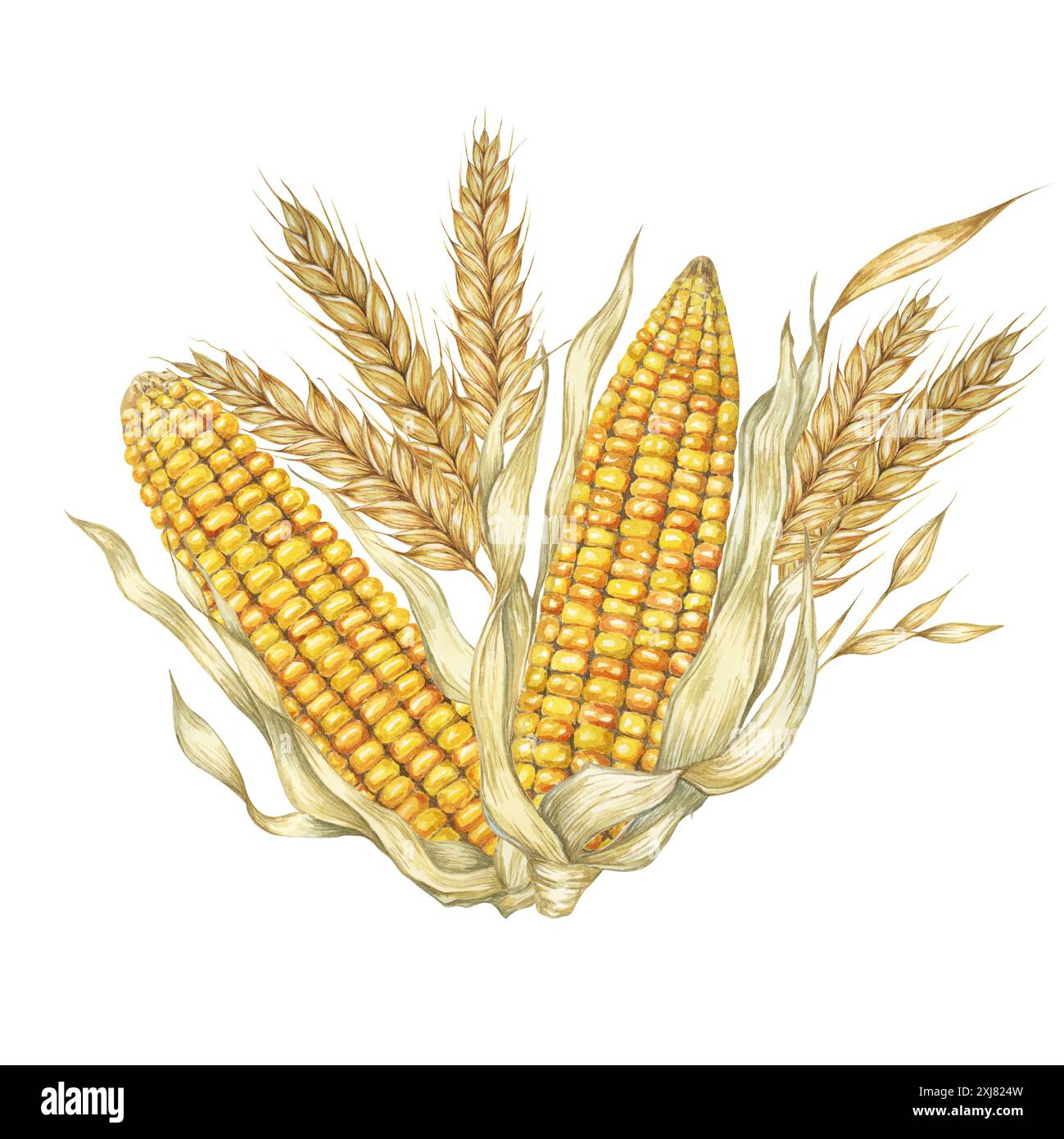Two golden corn cobs with husks and wheat sheaves bouquet. Watercolor ...