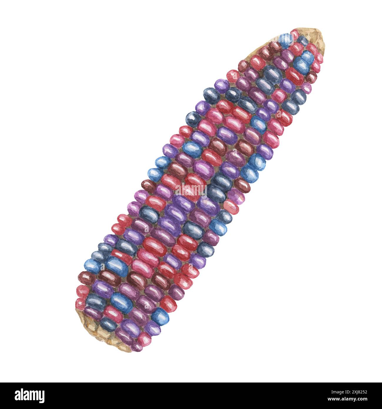 Indian corn watercolor illustration. Colorful red blue ornamental cob ...