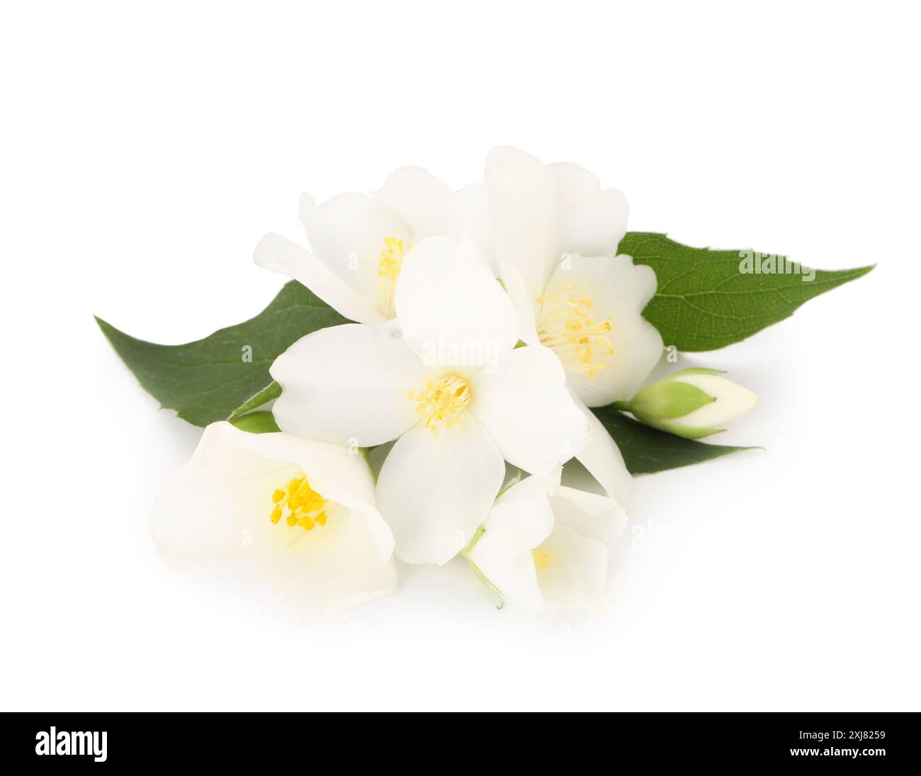 Branch of jasmine flowers and leaves isolated on white Stock Photo - Alamy