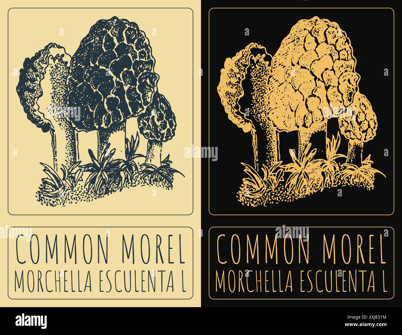 Vector drawing COMMON MOREL. Hand drawn illustration. The Latin name is ...