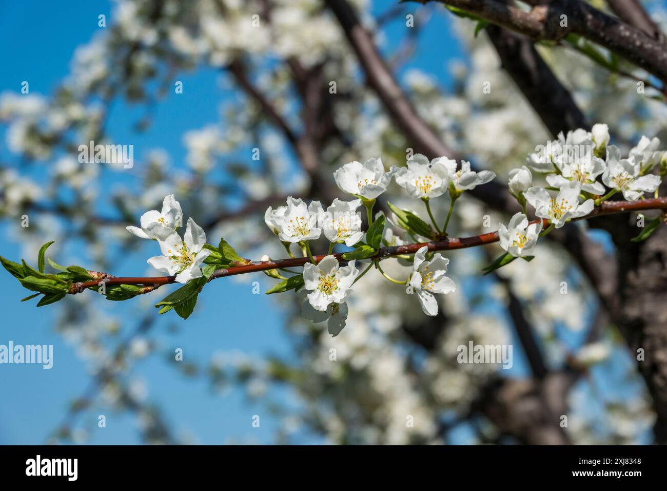 Prunus Salicina Lindl, also known as Chinese Plum. In flower during ...